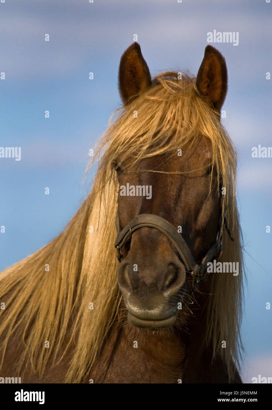 horse portrait eyes hairs ears evening light stallion rein firmament ...