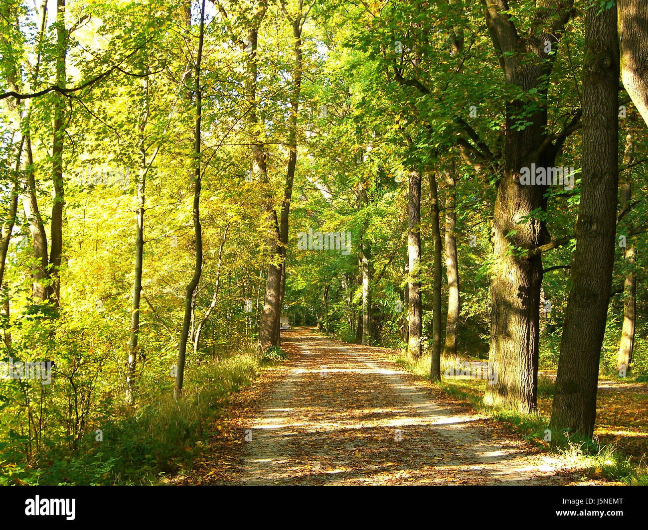 tree trees coloured colourful gorgeous multifarious richly coloured ...