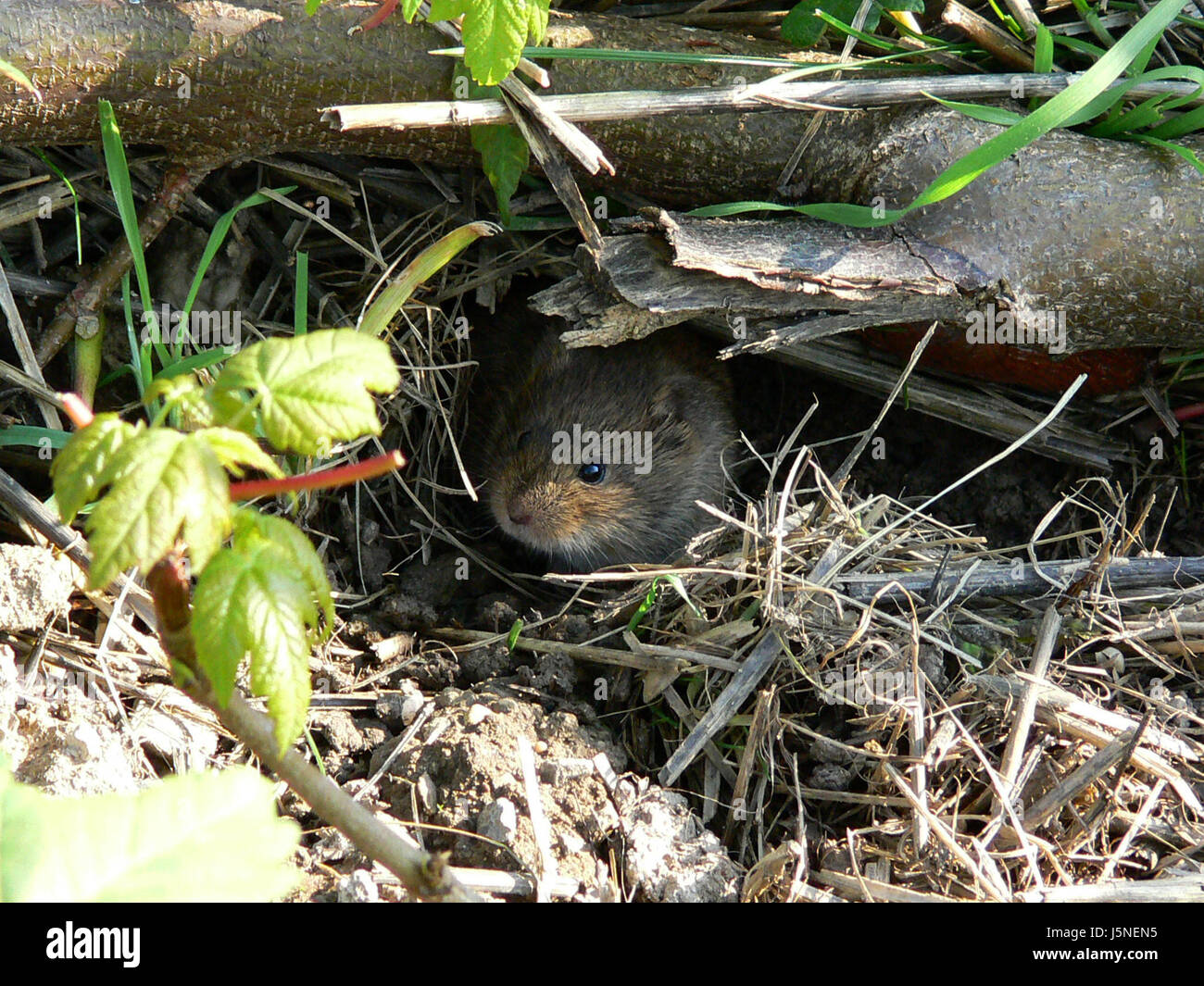 wild,eyes,rodent,skin,careful,mouse,field vole,grey,gray,microtus ...