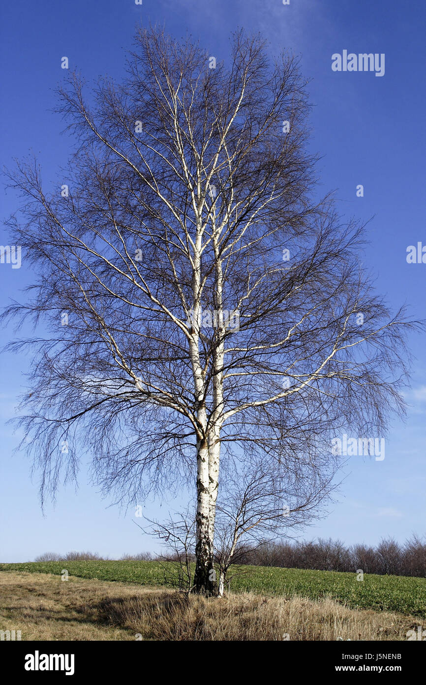 corridor,tree,winter,deciduous tree,field,birch,deep blue,weiss ...