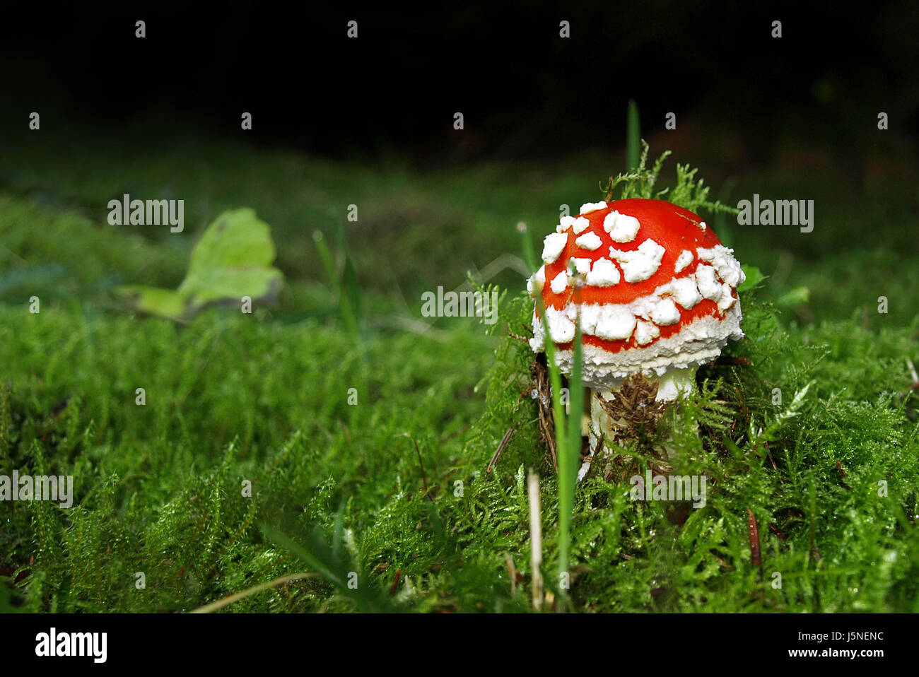 sign signal insalubrious green leaves contrast caution moss fly agaric ...