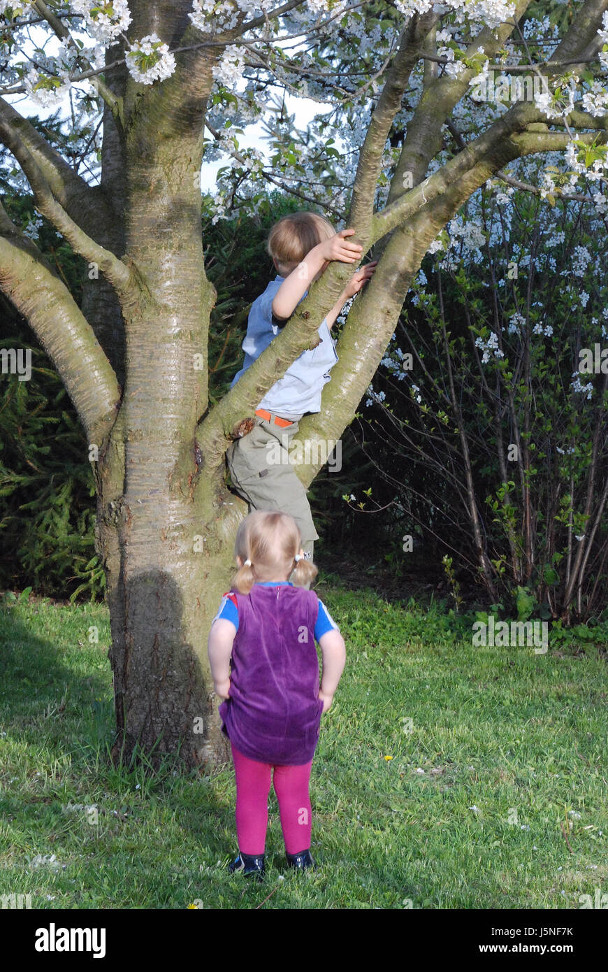 kids on the tree Stock Photo - Alamy
