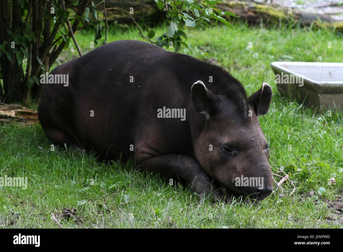 tapir at the zoo Stock Photo - Alamy