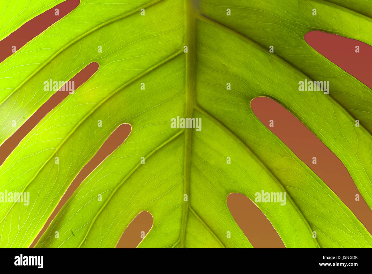 philodendron leaf structures Stock Photo - Alamy