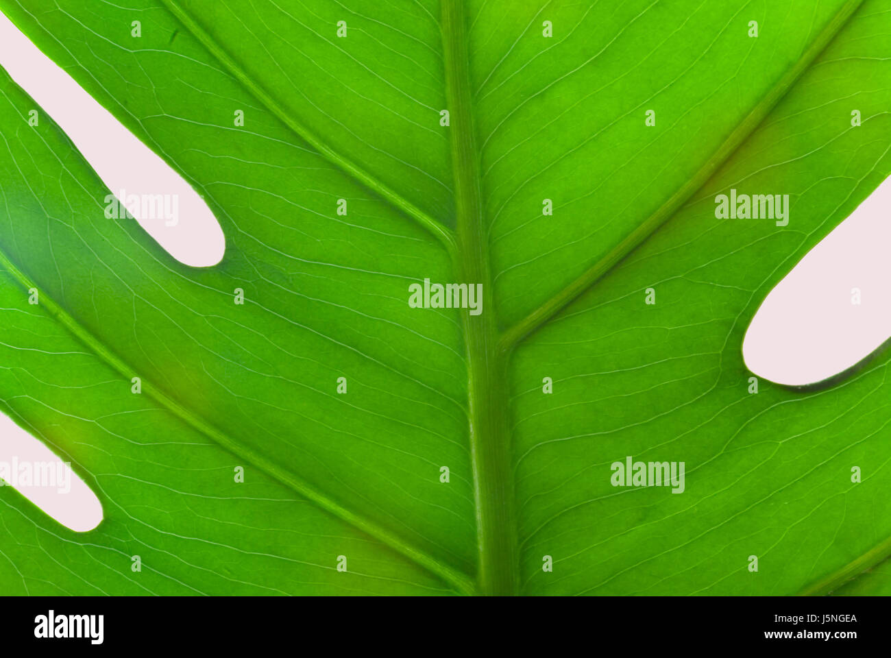 philodendron leaf structures Stock Photo - Alamy