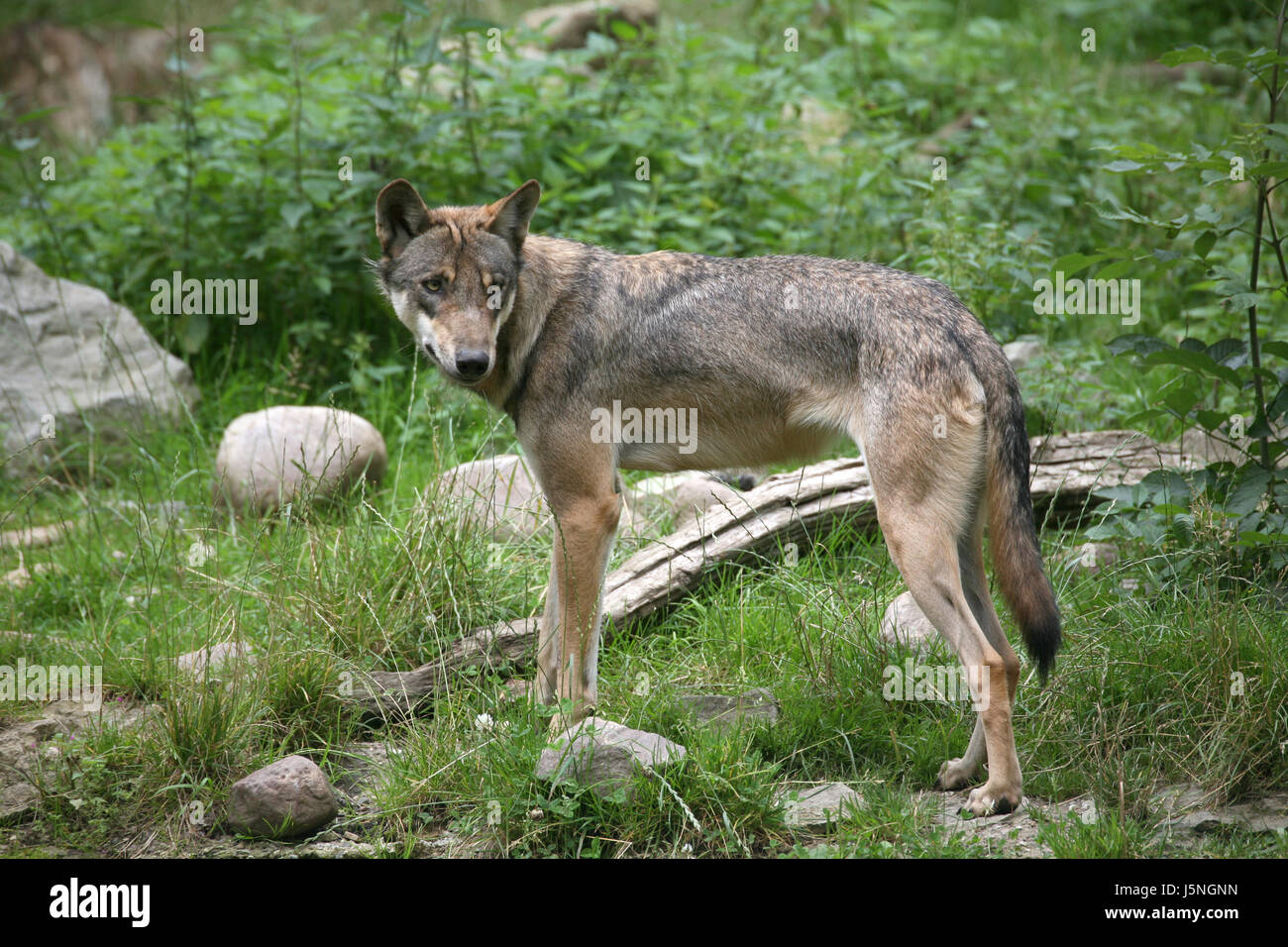 Lean wolf hi-res stock photography and images - Alamy