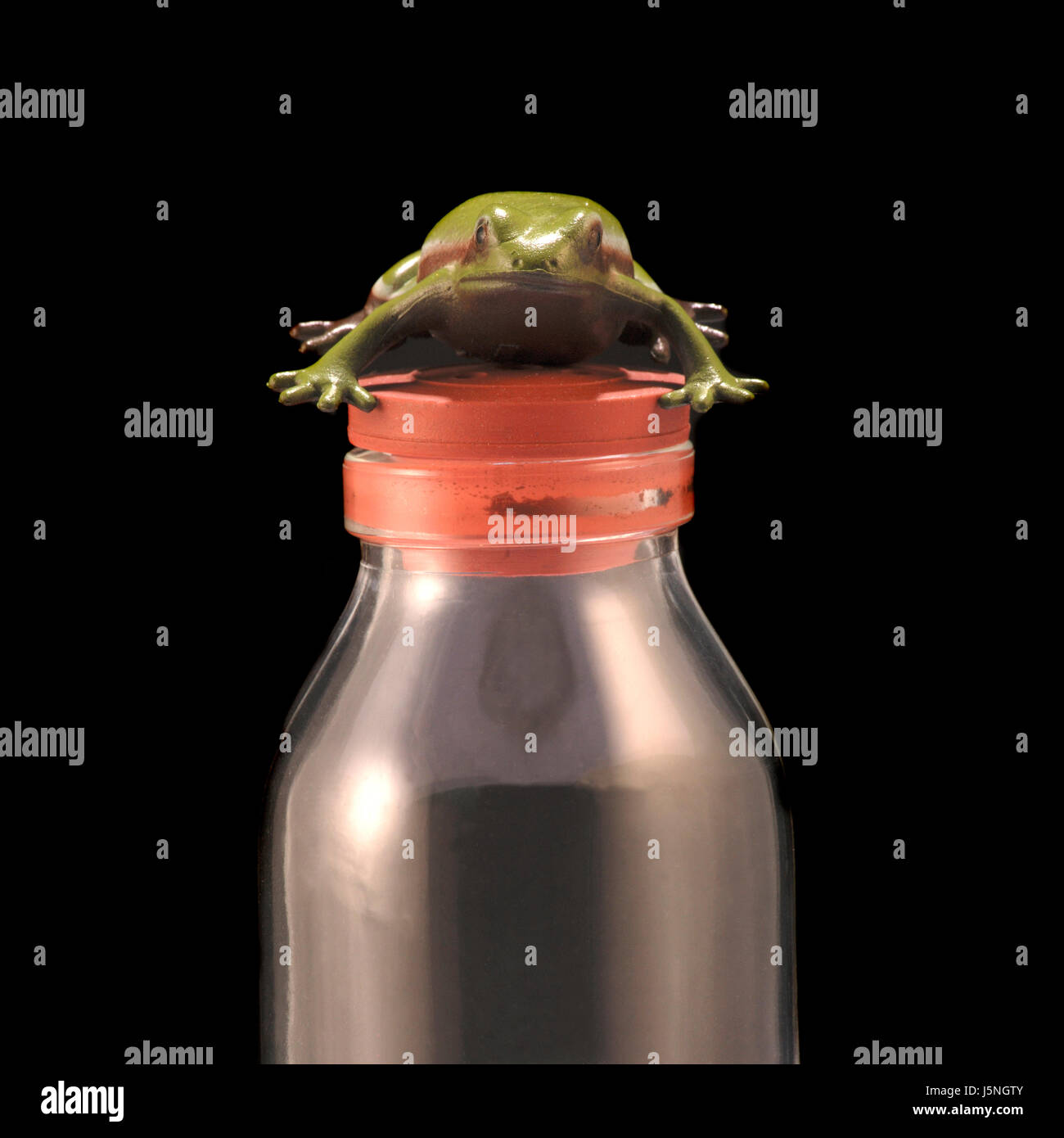 frog on bottle Stock Photo - Alamy