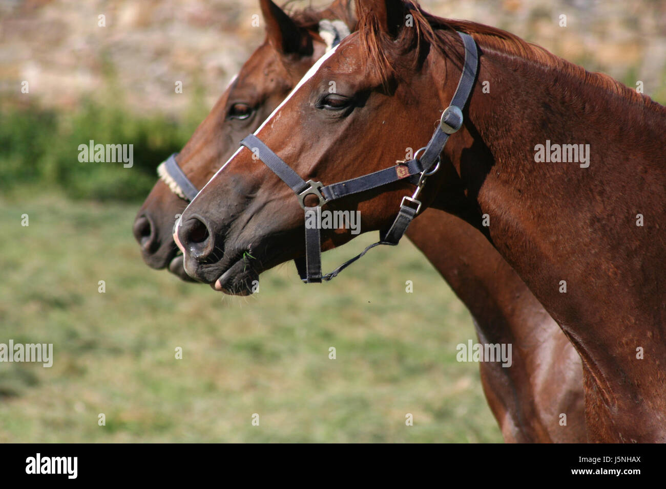Trakehner two hi-res stock photography and images - Alamy
