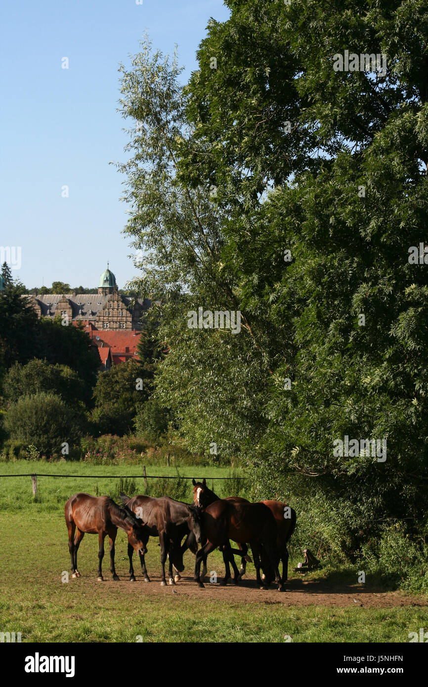 Castle horses hi-res stock photography and images - Alamy