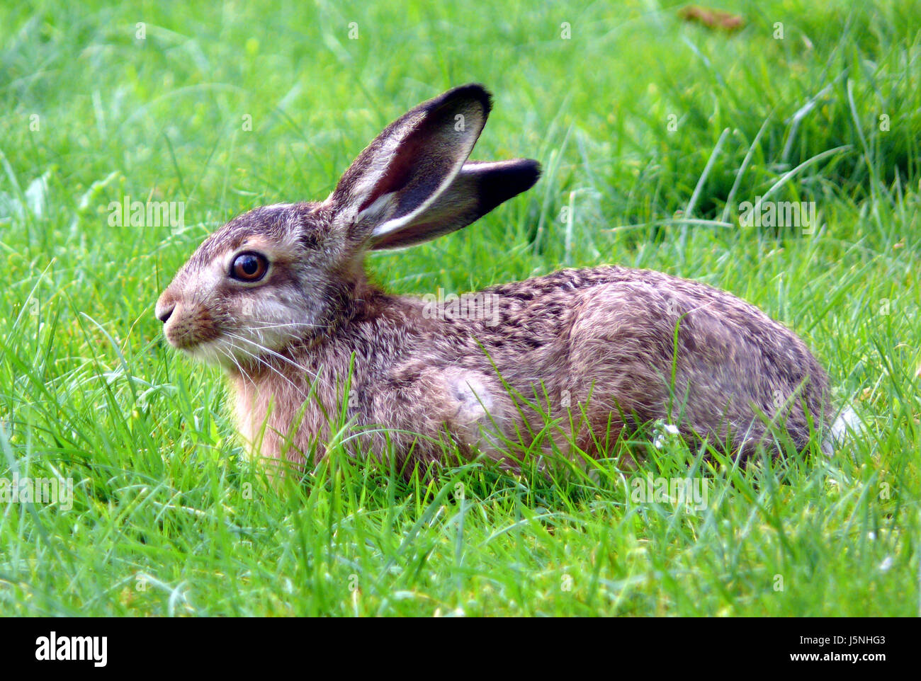 young hare 2 Stock Photo - Alamy