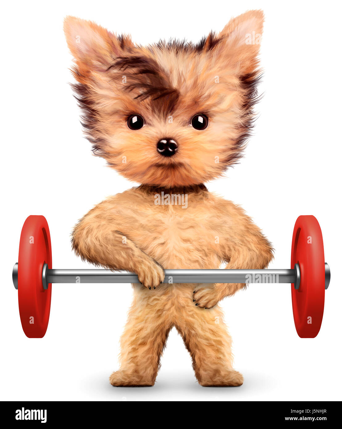Funny dog training with barbell in sport gym. Concept of sport and ...