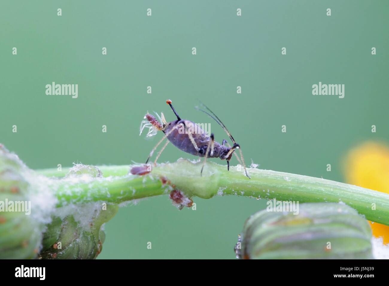 Asexual reproduction hi-res stock photography and images - Alamy