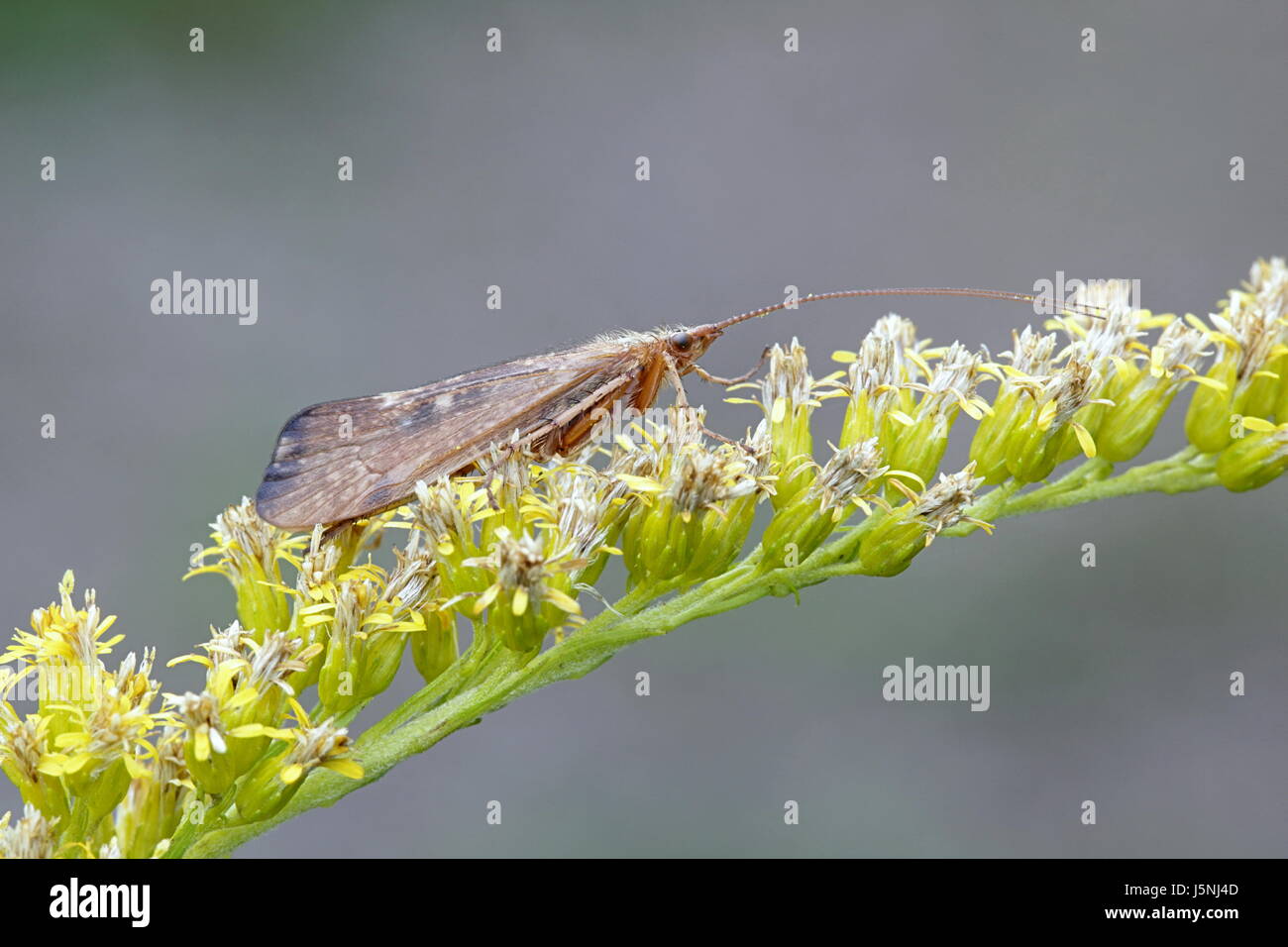 Trichoptera hi-res stock photography and images - Alamy
