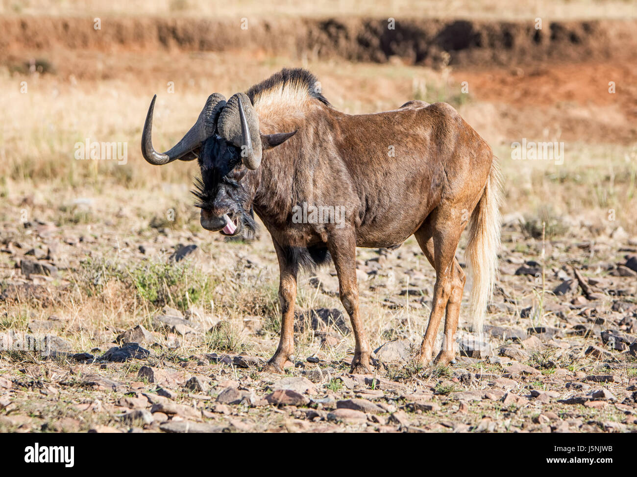 Black Wildebeest in Southern African savanna Stock Photo - Alamy
