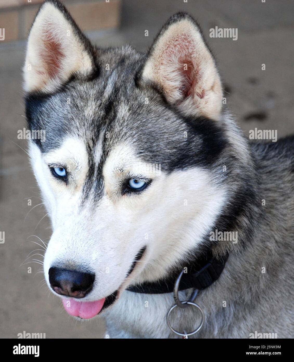 blue curious nosey nosy tongue portrait eyes look glancing see view ...