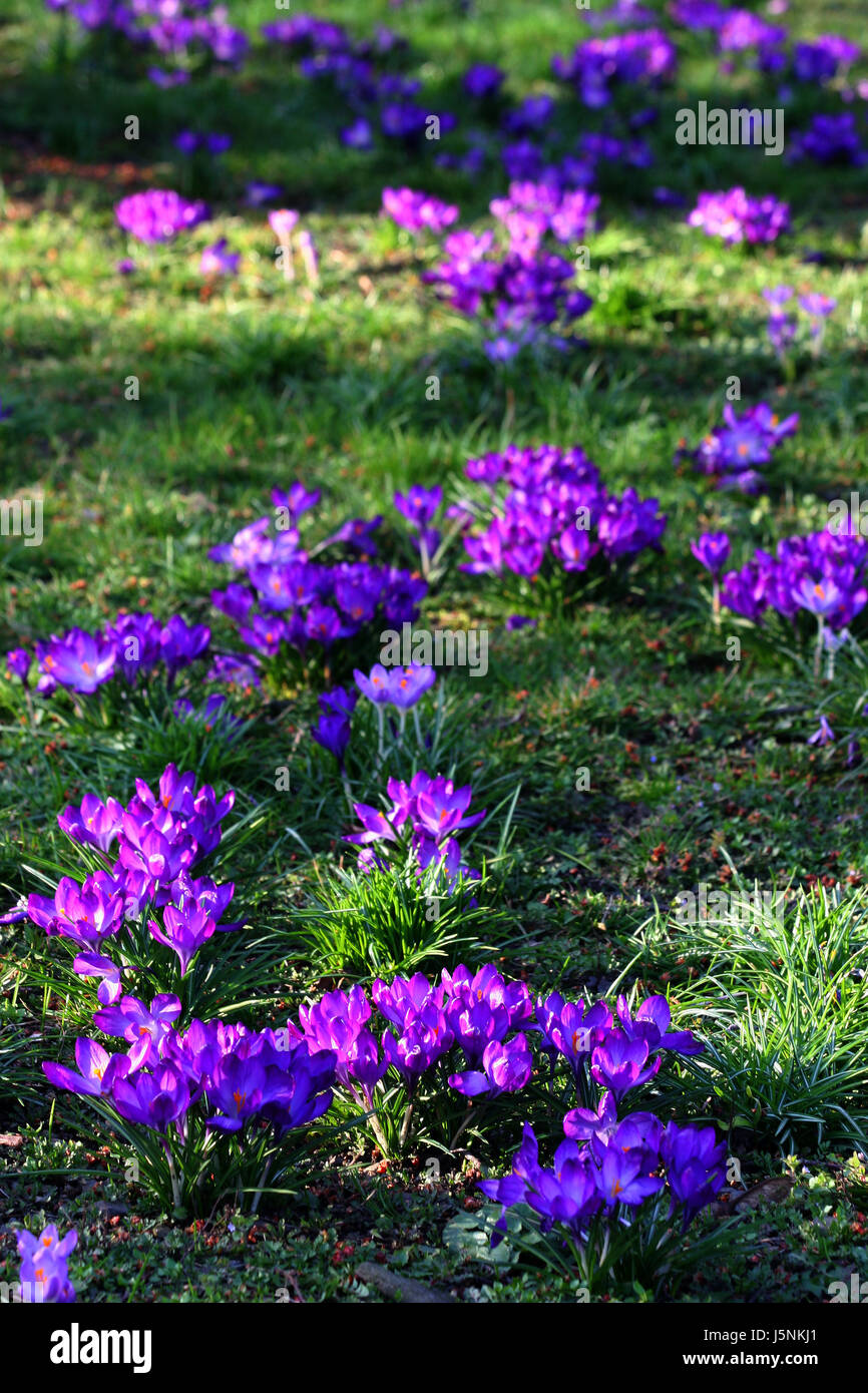 shine shines bright lucent light serene luminous flower plant bloom ...