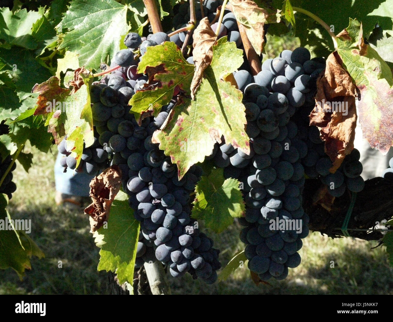vineyard vines fruit vine grape vine grape-vine grapes bunches of ...
