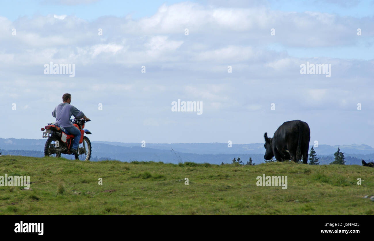 alp summer summerly switzerland moped cow cowboy shepherd alp meadow ...