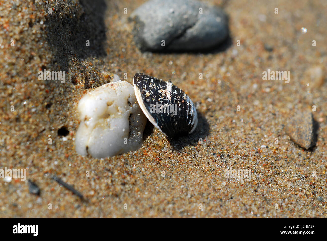 stone shell striated aquatics shellfish shellfishes lime sandy sands ...