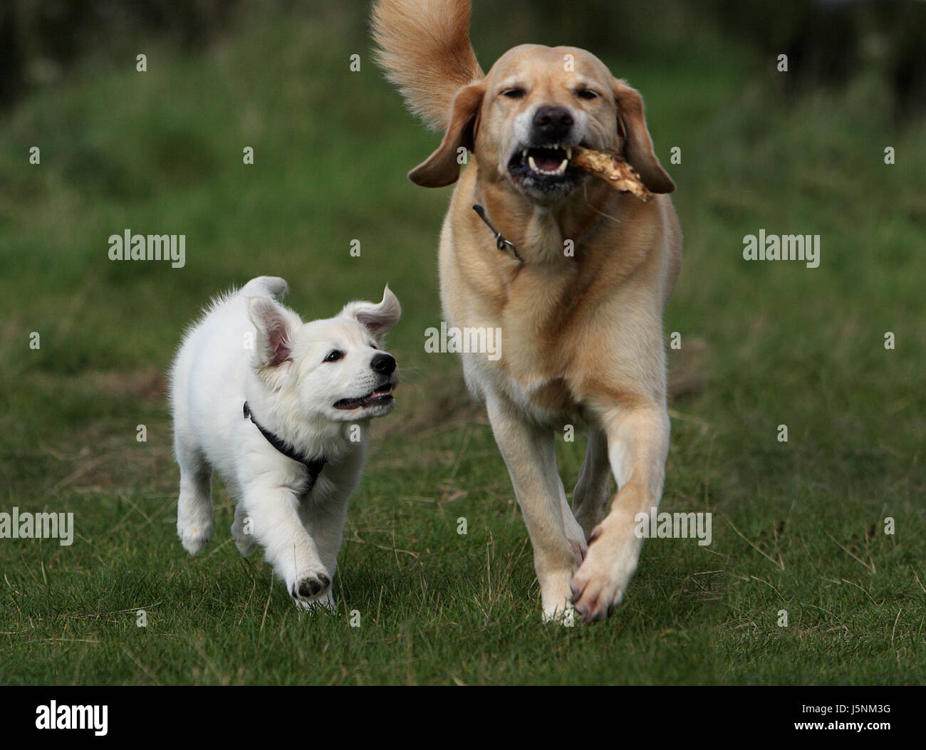 pet teeth eyes ears look glancing see view looking peeking looking at ...