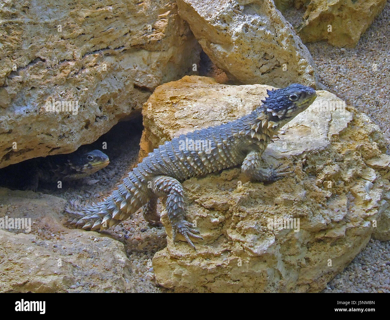 desert wasteland saurian hovel dragon reptiles scaly stones bartgame ...