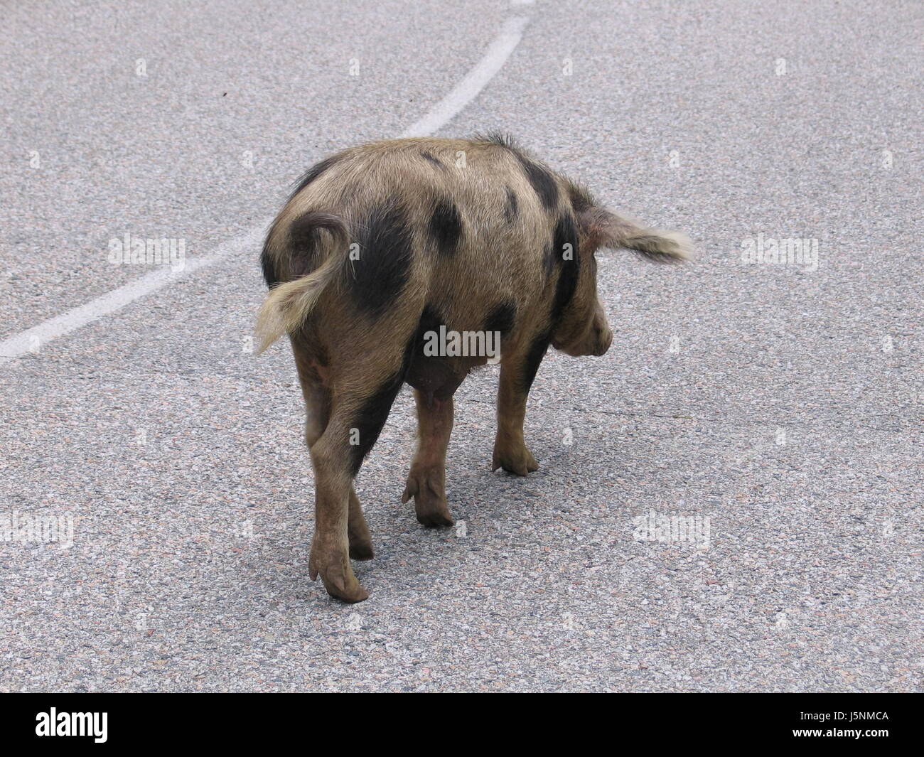 pig from behind Stock Photo - Alamy