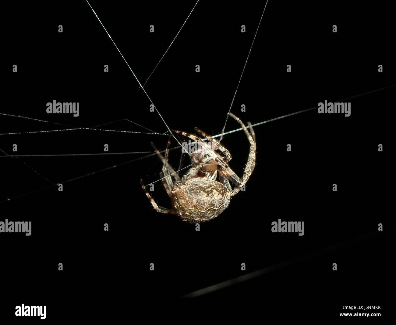 legs macro close-up macro admission close up view insect insects brown ...