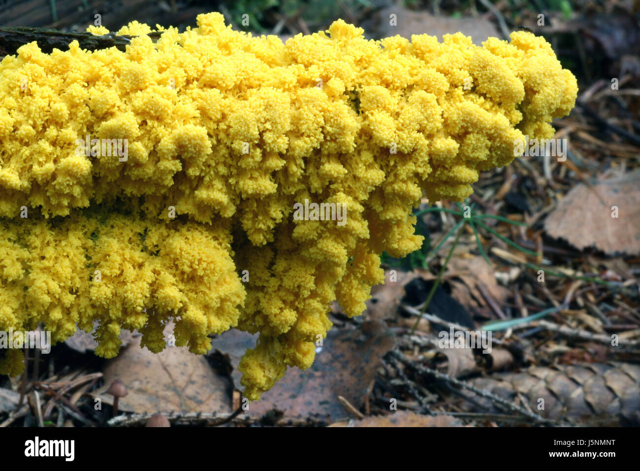 wood creature cell mucous mushroom fungus damp moisture plasma slime ...