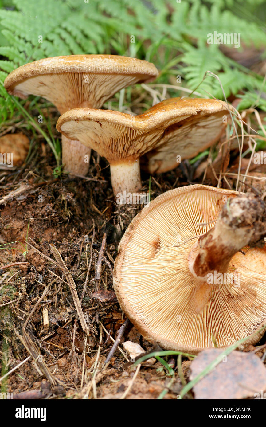 fern mushrooms mushroom fungus toadstool inedible bracken toxic ...