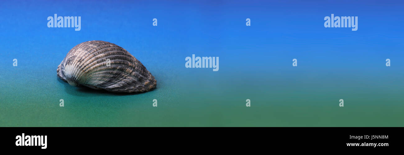 shell before gradient - panorama format Stock Photo - Alamy
