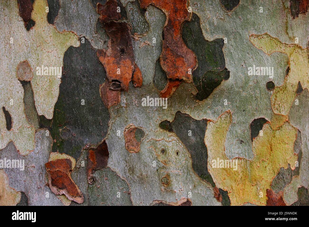 tree green brown brownish brunette flora coloured bark sycamore patchy ...