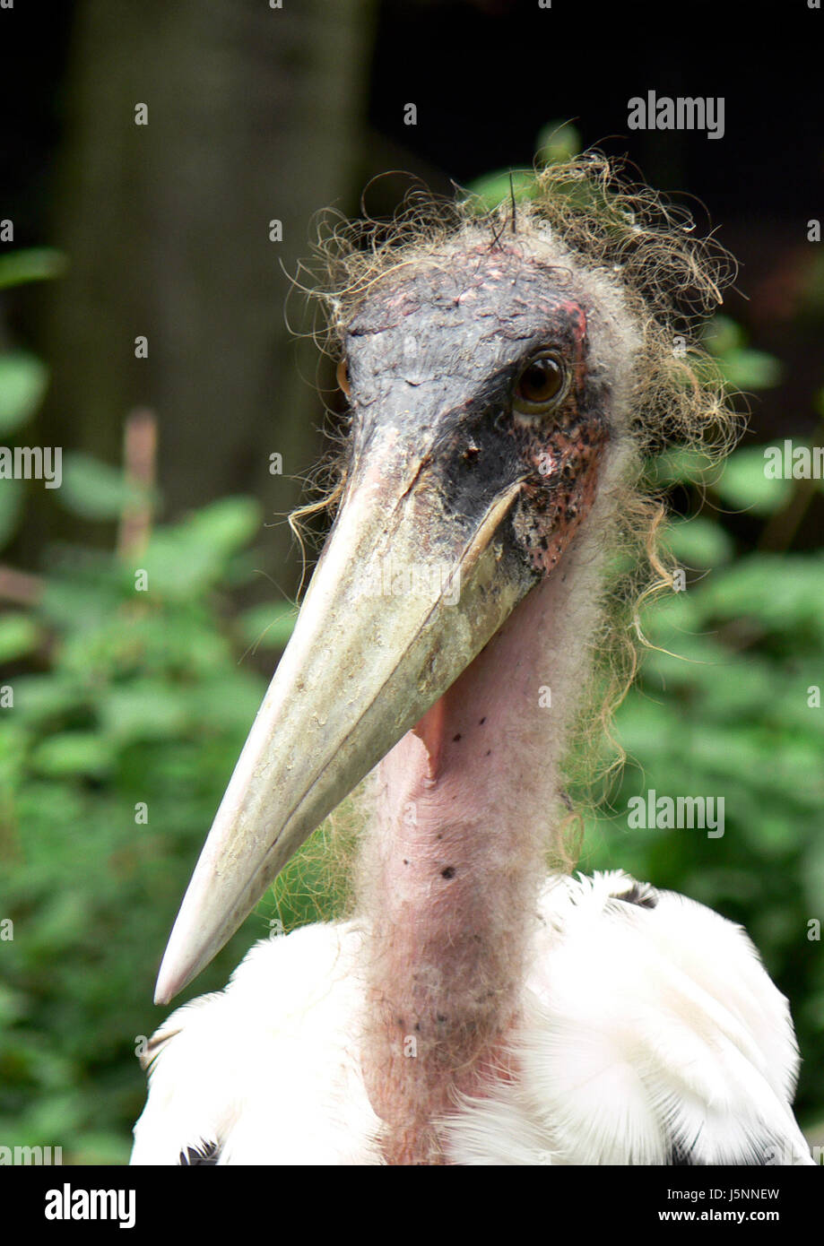 Striking golden beak hi-res stock photography and images - Alamy