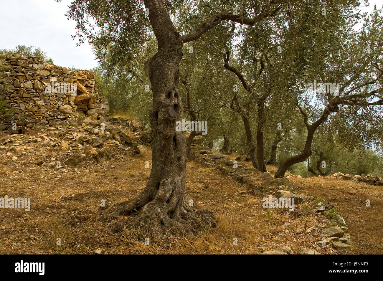 outlasted the tree Stock Photo - Alamy