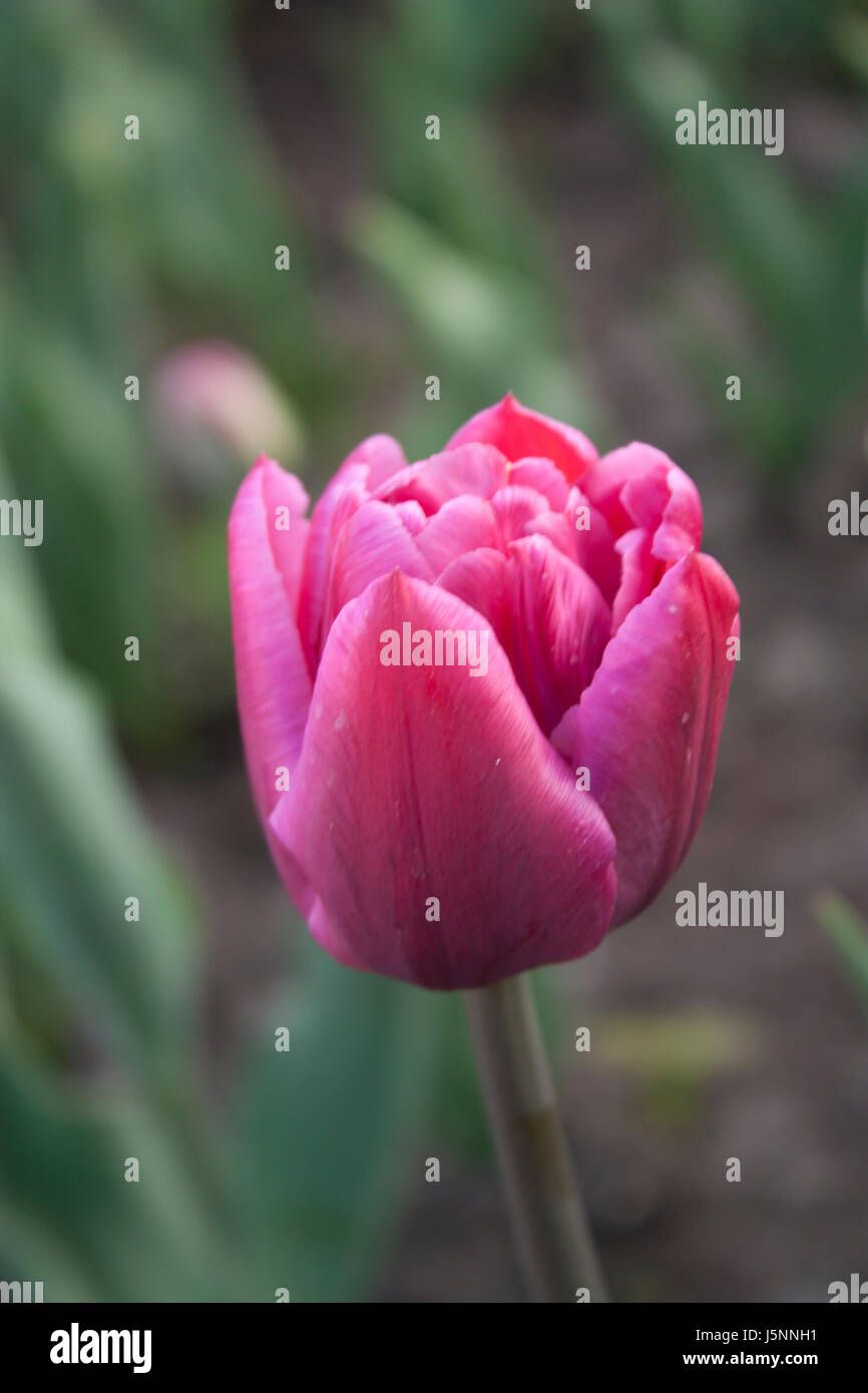 Purple tulip head isolated Stock Photo - Alamy