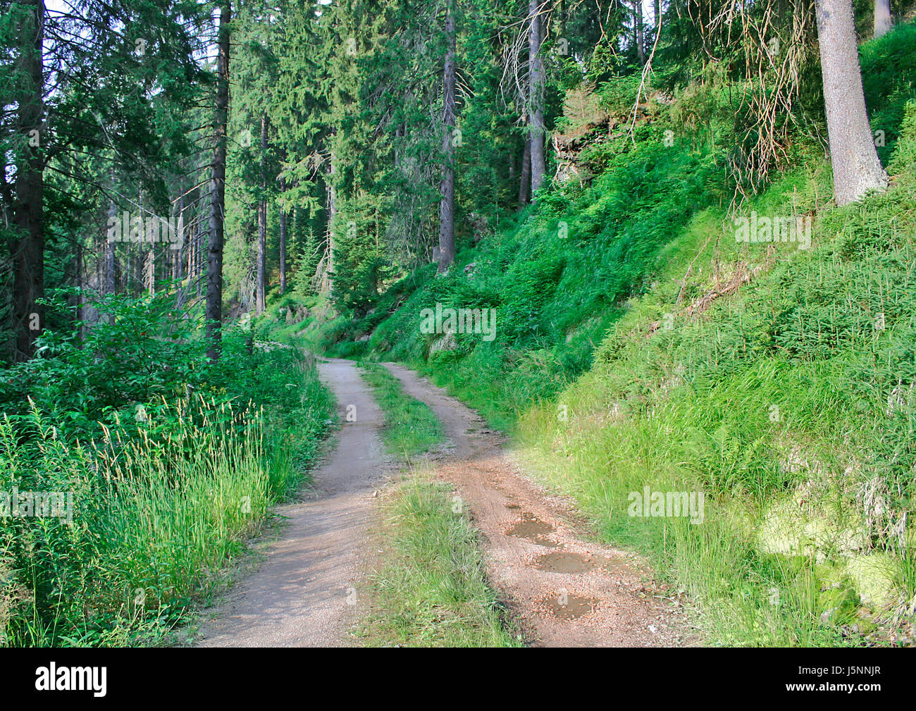 tree trees green hike go hiking ramble conservation of nature radio ...