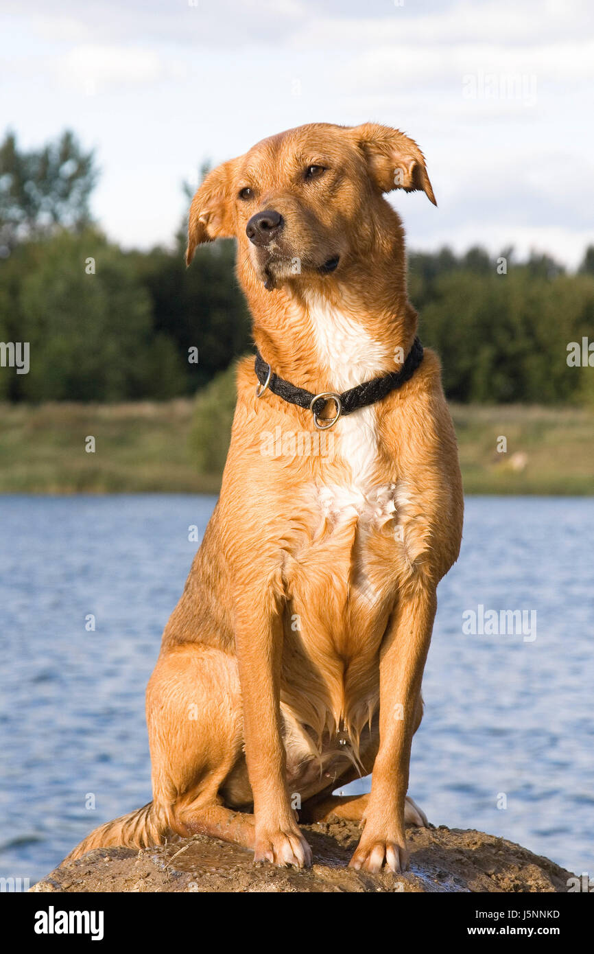 dog on sandberg Stock Photo - Alamy