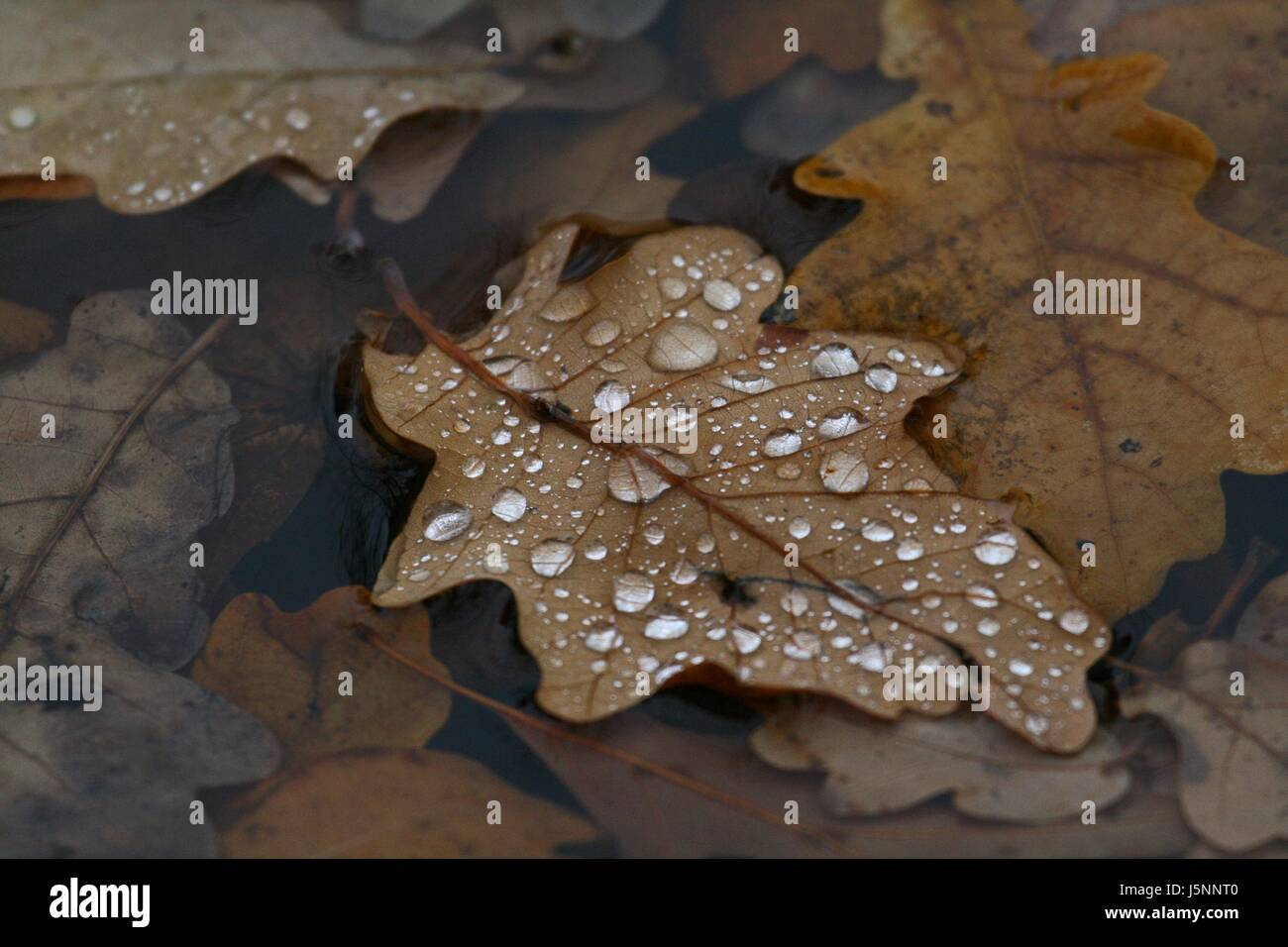 raindrop wet dew dewdrop moist hand water drop drip drops seeping ...