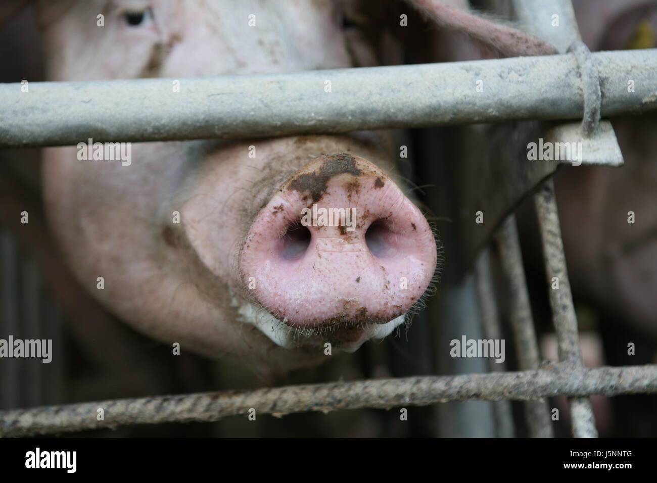 agriculture farming fence stable muzzle farm animal pigs sty stock ...