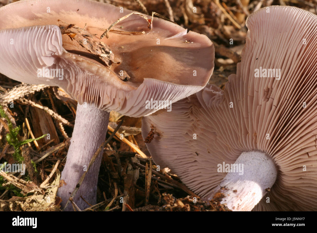 Ritterling hi-res stock photography and images - Alamy