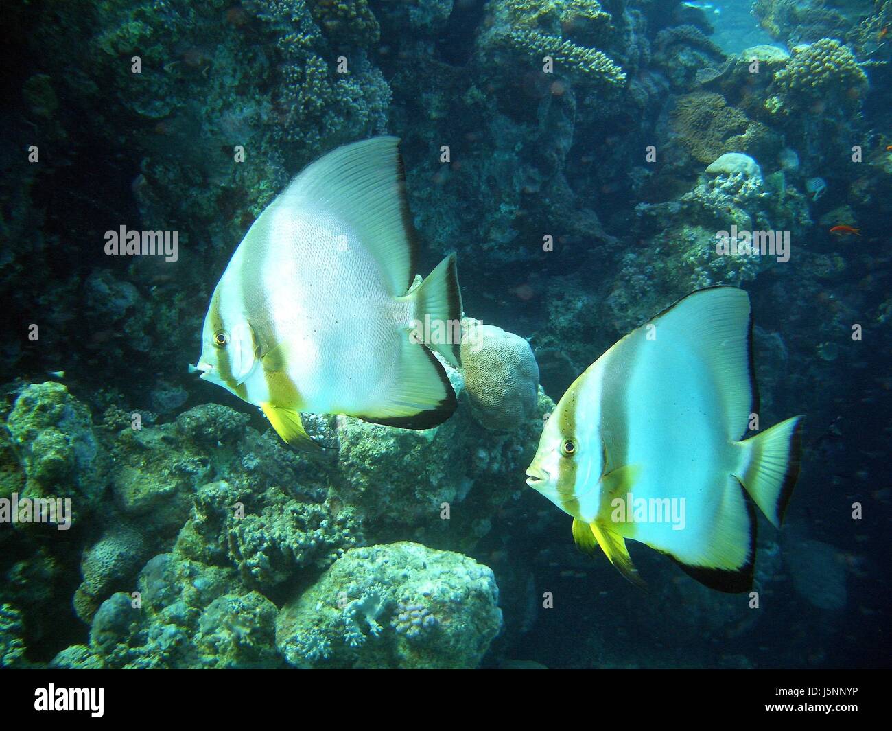 batfish at the reef Stock Photo - Alamy