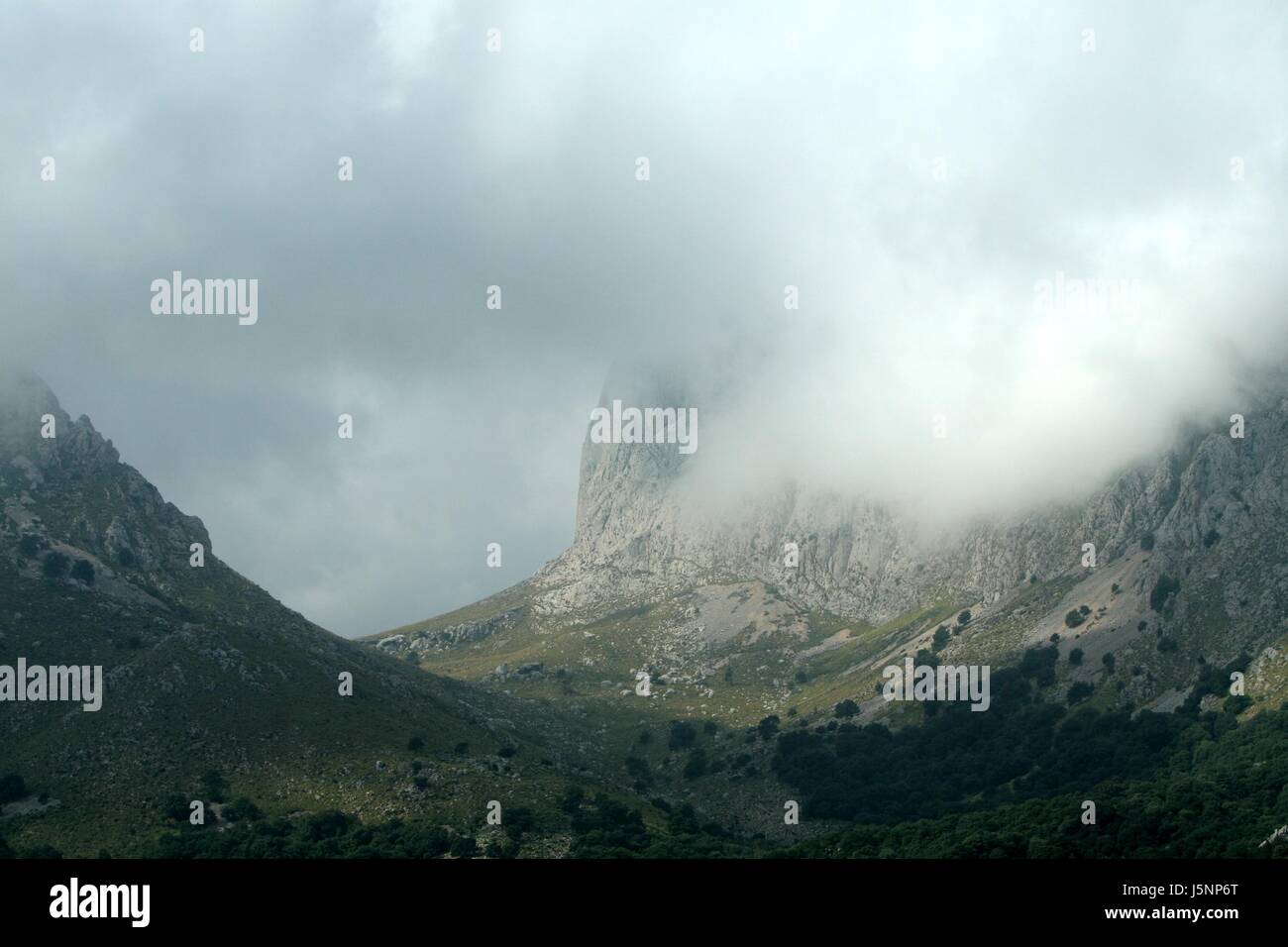 Malle tree hi-res stock photography and images - Alamy