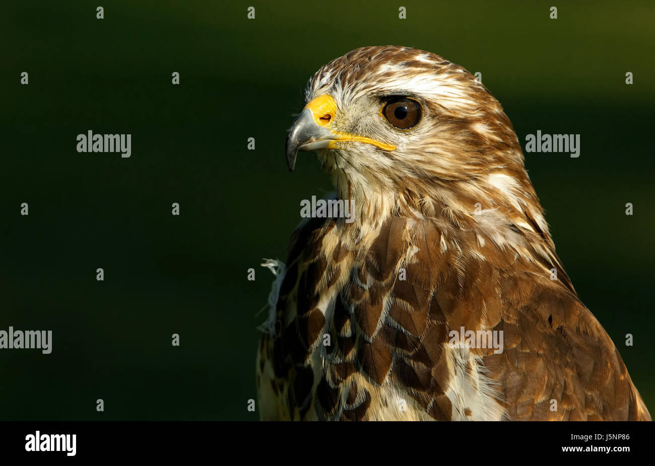 eye organ raptor look glancing see view looking peeking looking at beak ...