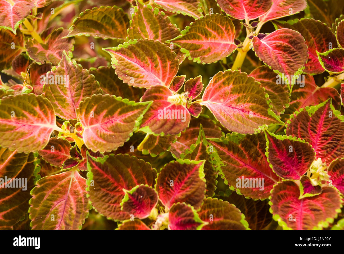 red nettle - field - background 1 Stock Photo - Alamy