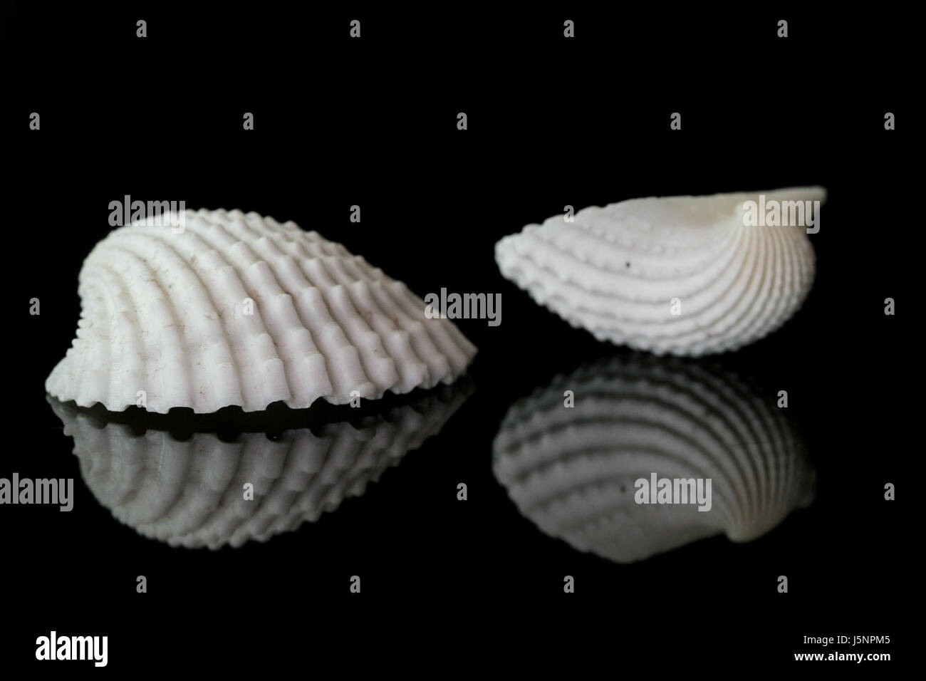 stone animal black swarthy jetblack deep black shell blank european ...