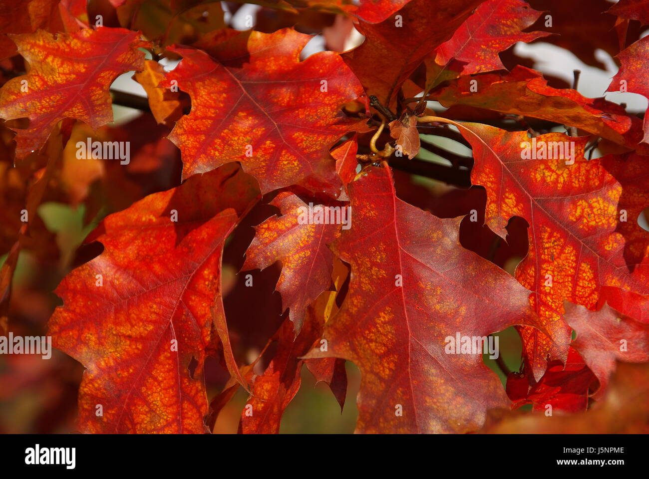 leaf colour tree coloured colourful gorgeous multifarious richly ...
