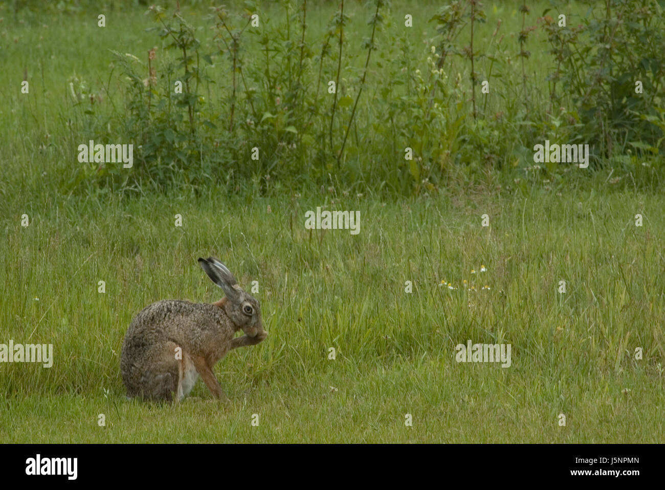 mammal field spring hare wildlife to gorge engulf devour easter-bunny ...