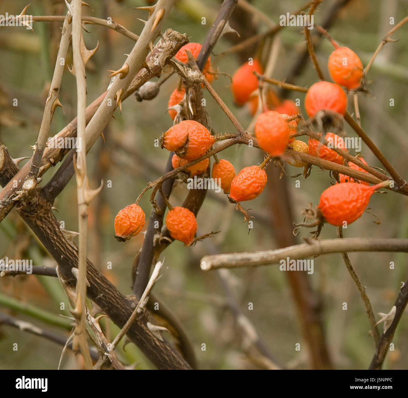 blue environment enviroment green progenies fruits fruit poison berries ...