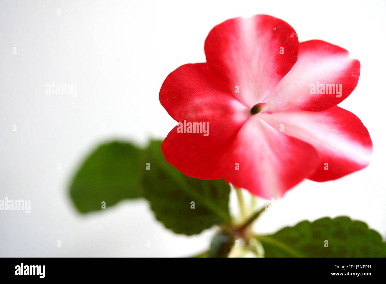 Lieschen hi-res stock photography and images - Alamy