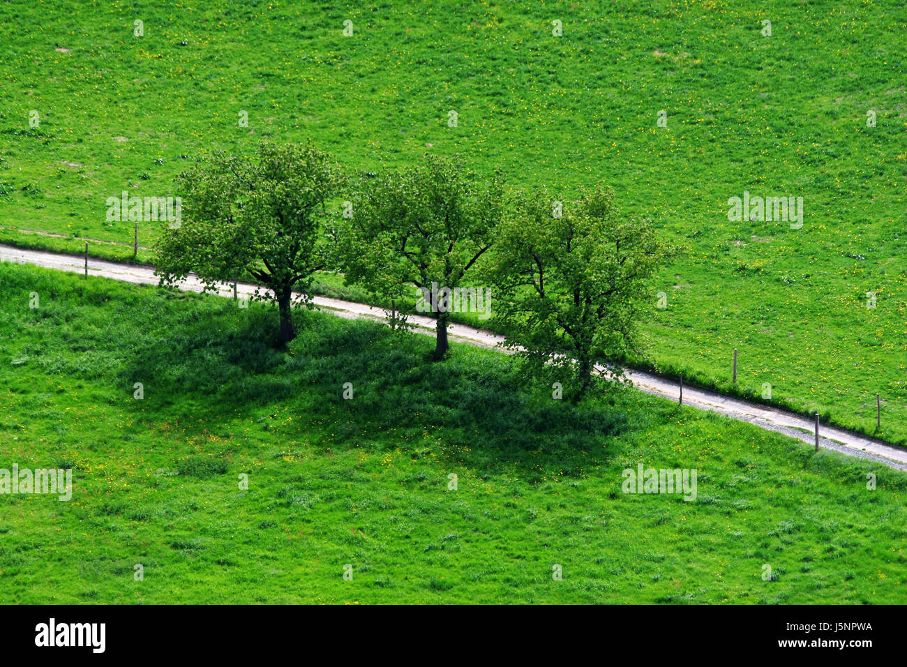 aerial perspective tree trees dirt road flower flowers plant deciduous ...