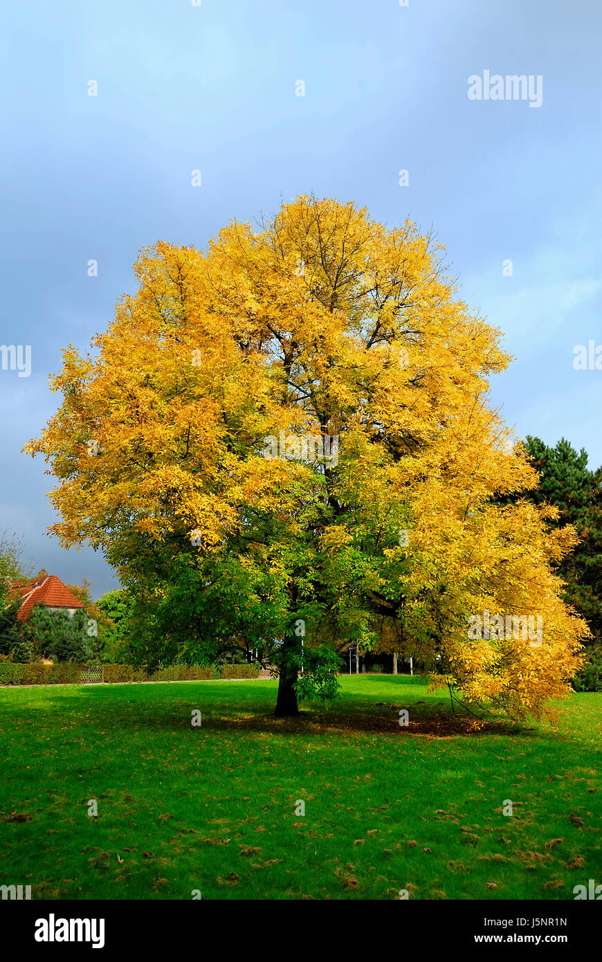 tree green leaves coloured colourful gorgeous multifarious richly ...